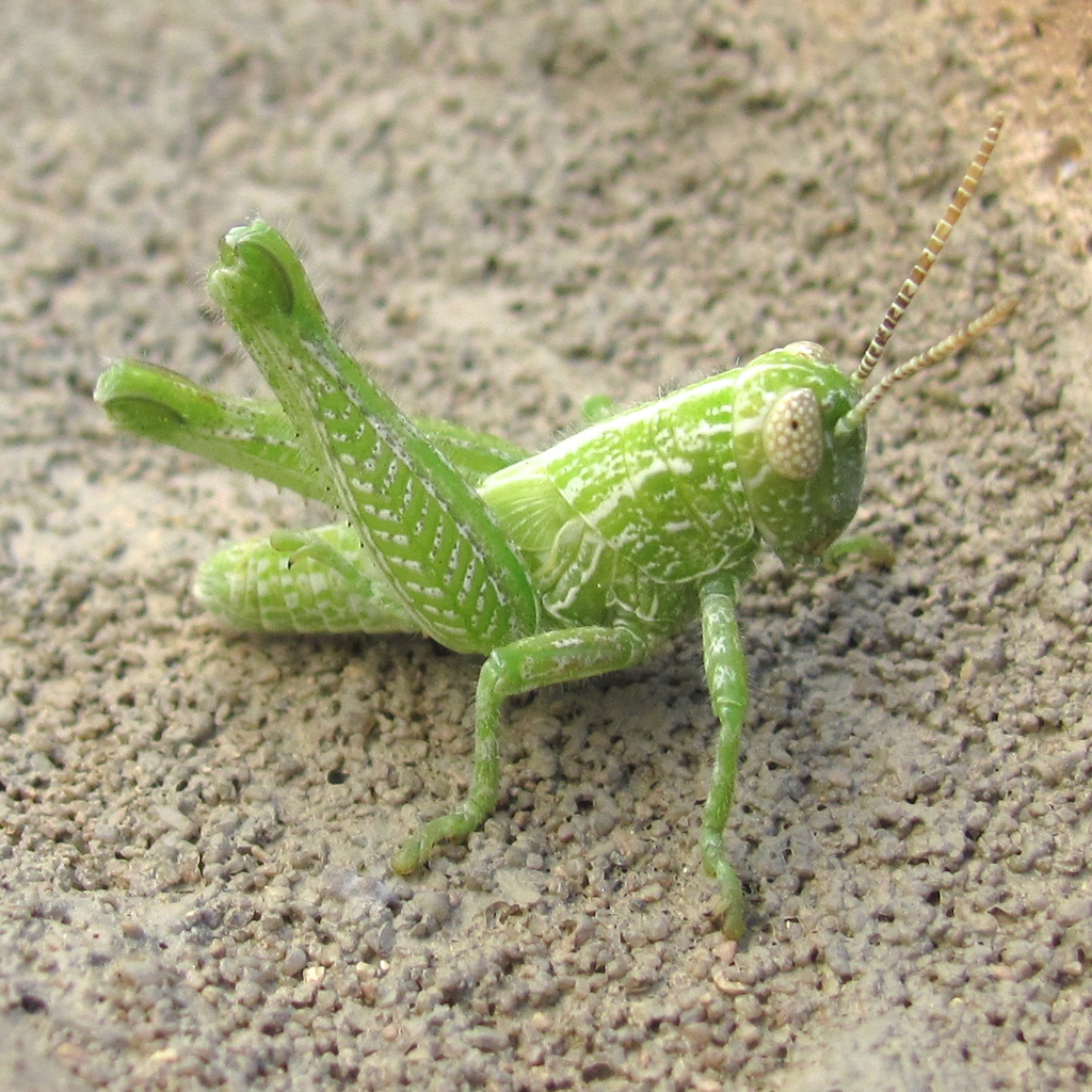 Campylacantha olivacea olivacea from Riverside Park, Lake Whitney, Hill ...