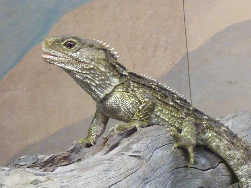 Sphenodon (Reptiles of the world ) · iNaturalist