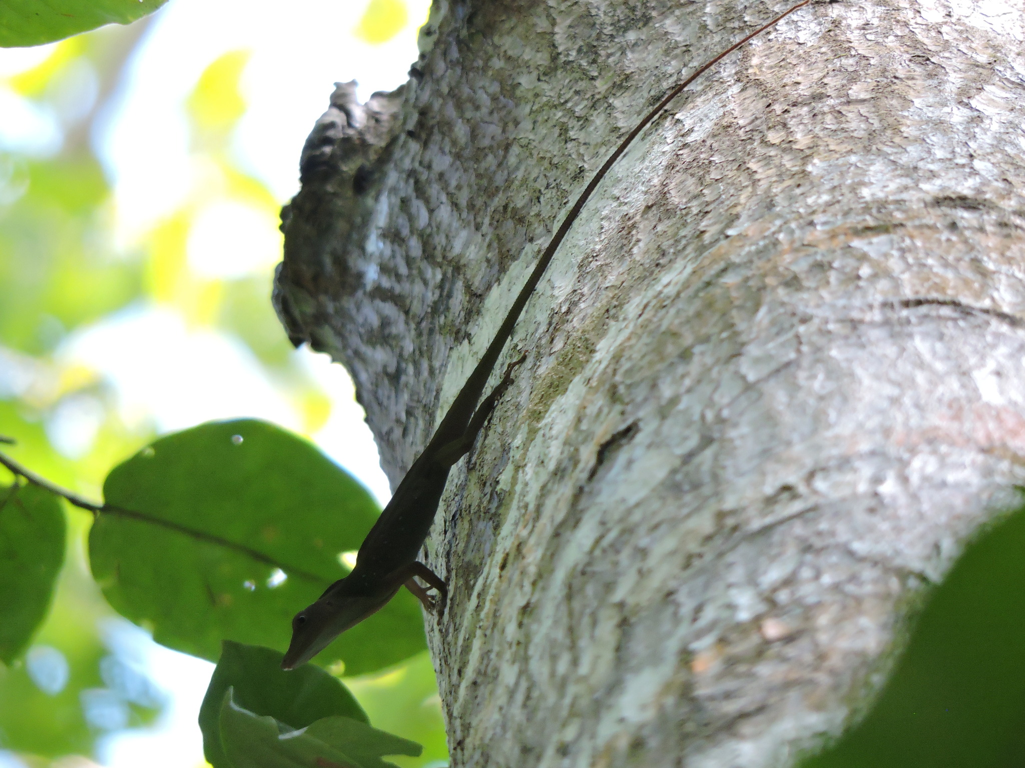 Anolis punctatus Daudin, 1802
