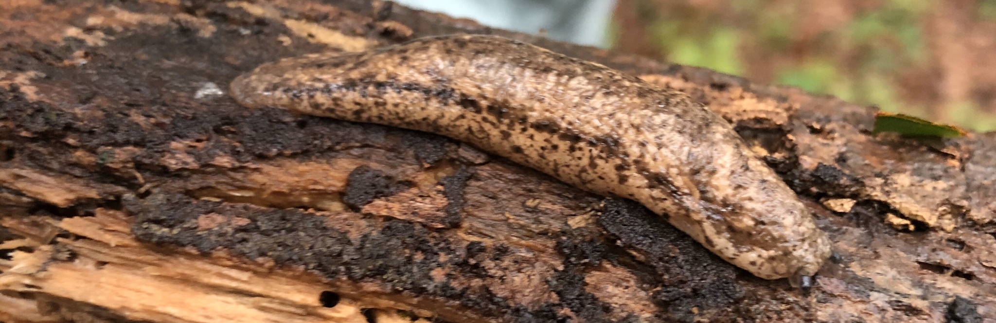 Philomycus togatus (A.Gould, 1841)