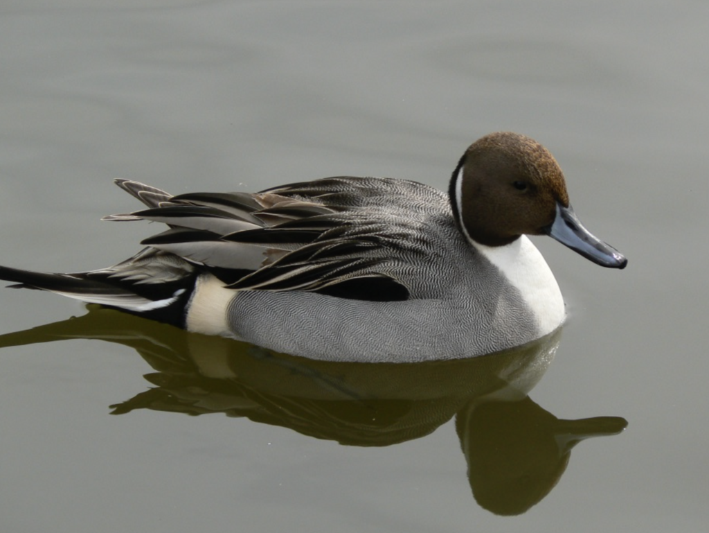 Northern Pintail from San Pasqual Valley, San Diego, CA, USA on ...
