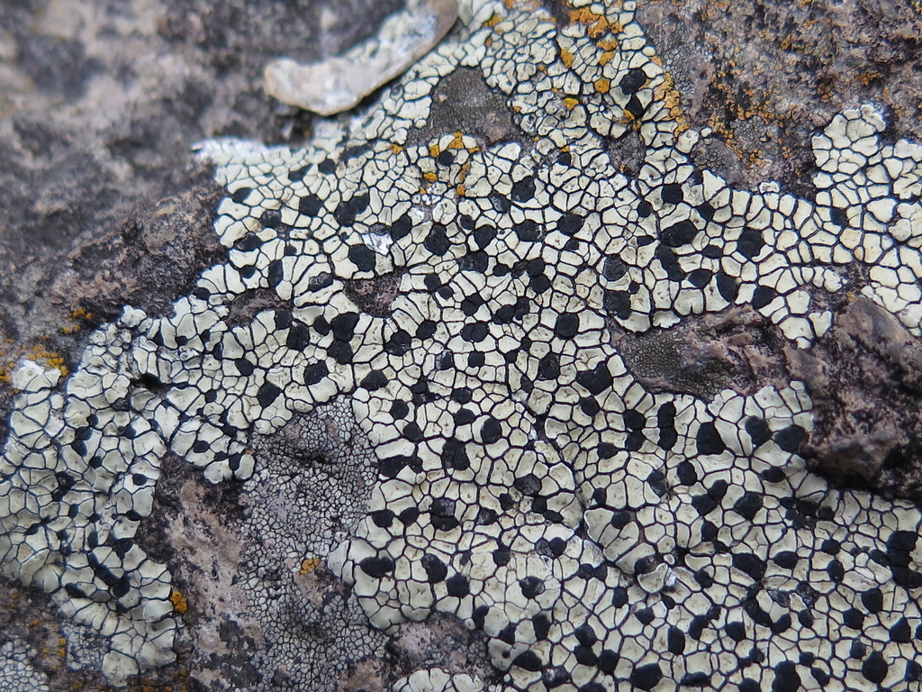 Lecidea pseudaglaea from Santiago Papasquiaro, Durango, Mexico on July ...