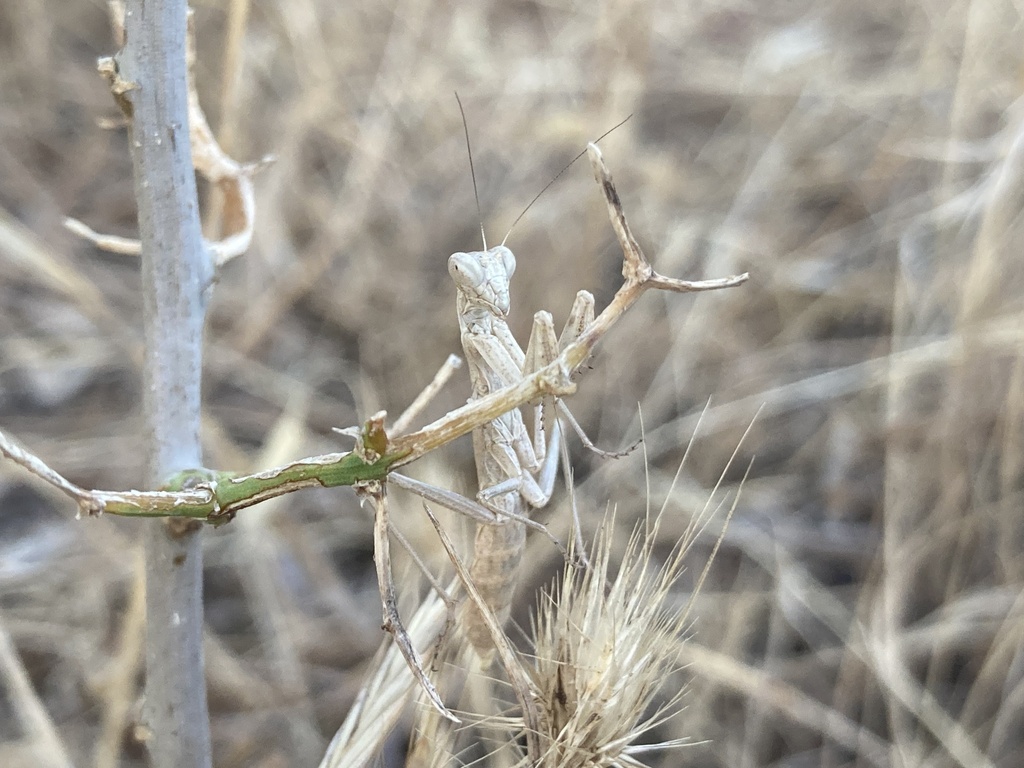 Grey Mantis from Otok Ugljan, Kali, Zadarska, HR on July 18, 2022 at 08 ...
