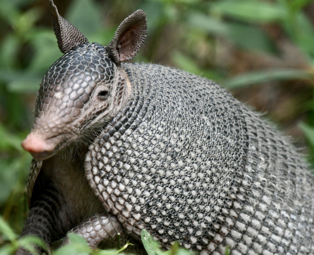 Nine-banded Armadillo from 585 Donnelley Dr, Green Pond, SC 29446, USA ...