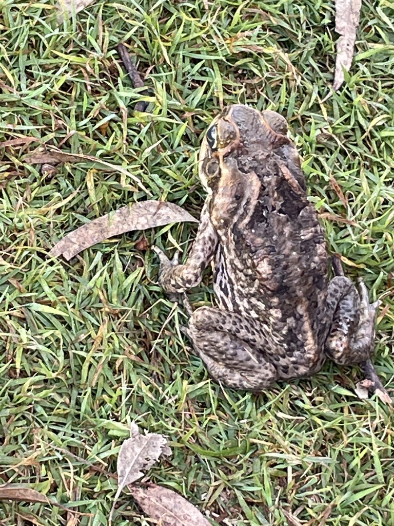 Cane Toad from Rainbow Beach, QLD, AU on July 19, 2022 at 08:20 AM by ...