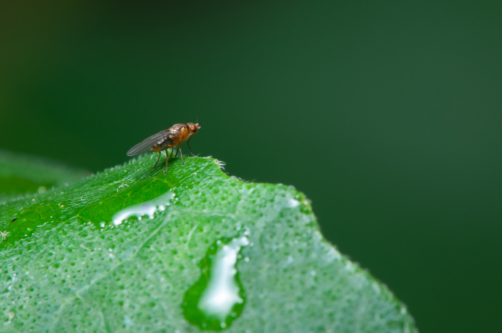 Acalyptrate Flies from Alajuela Province, San Ramon, Costa Rica on July ...