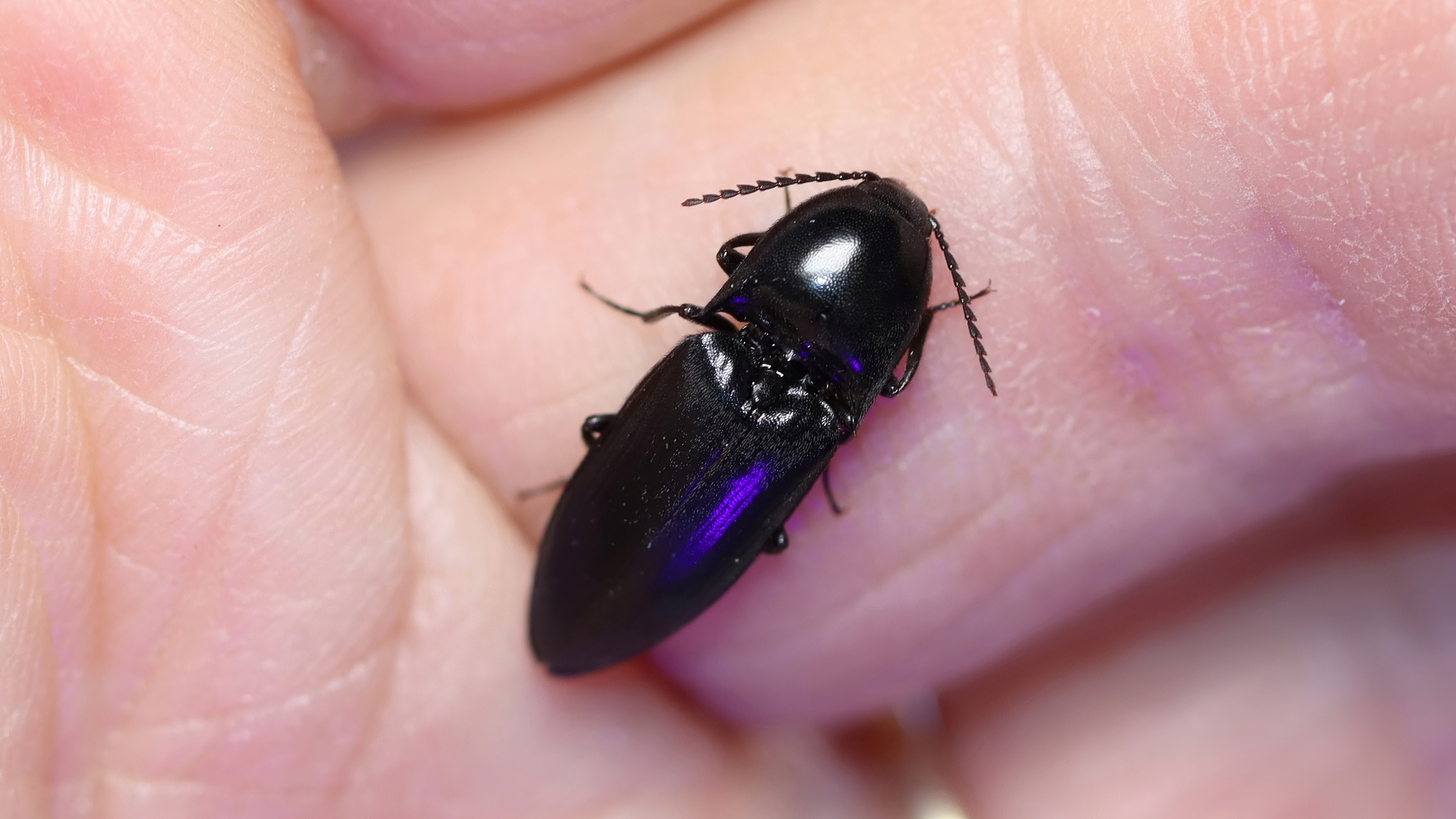 Elater Linnaeus, 1758