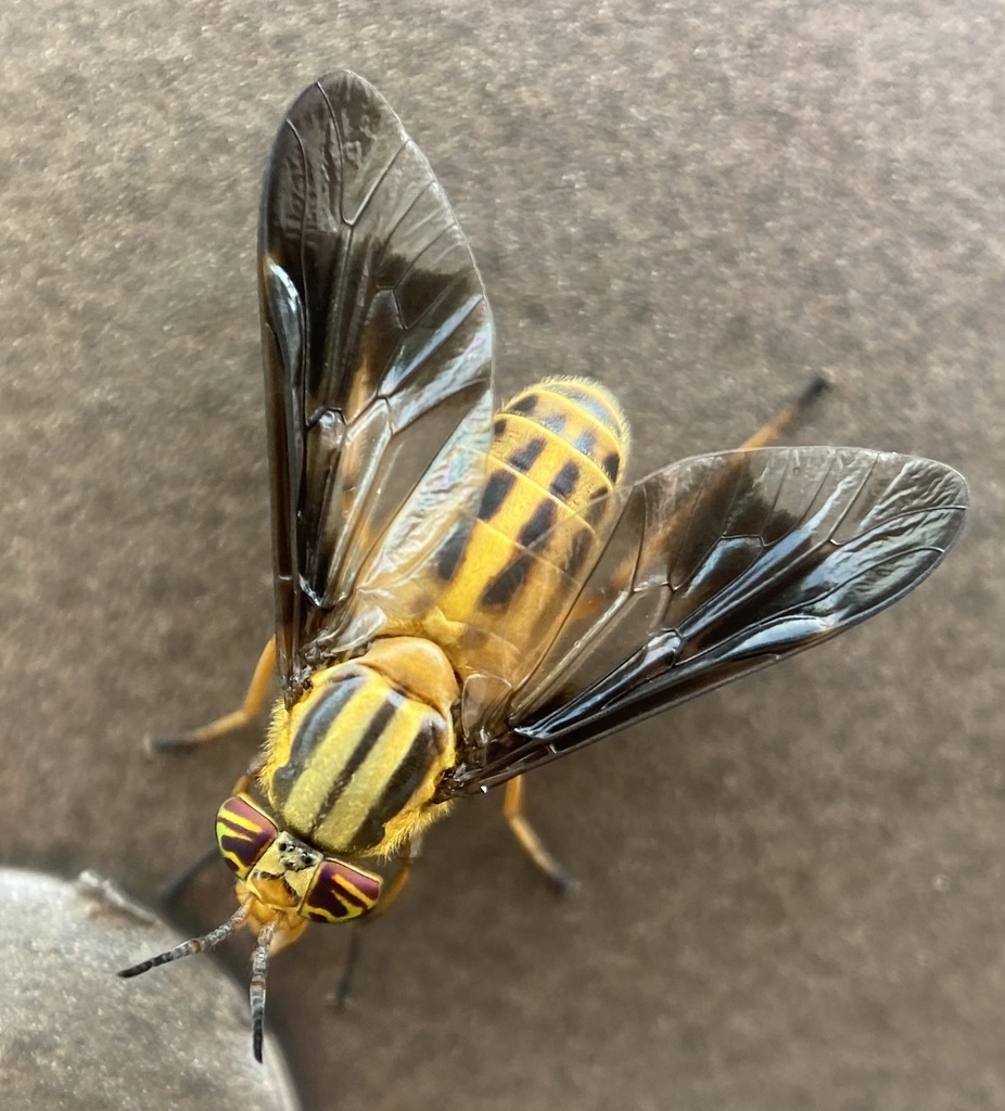 Striped Deer Fly from Hess Rd, East Liverpool, OH, US on July 18, 2022 ...