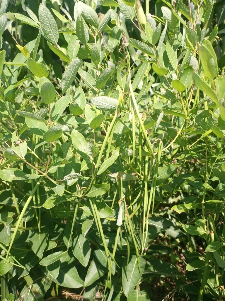hemp dogbane from Sherwood, MD 21665, USA on July 18, 2022 at 03:47 PM ...