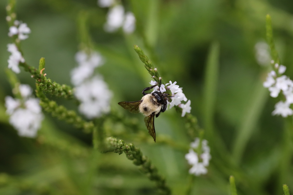 Brown-belted Bumble Bee in July 2022 by Ron Goetz. First bumble bee I ...