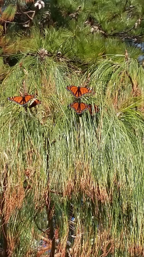 Monarch from Manly, Whangaparaoa on July 19, 2015 by Katy Johns. This ...