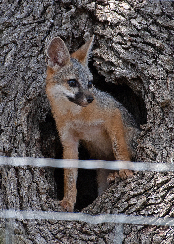 Zorra gris desde Kendall County, TX, USA el 15 de julio de 2022 a las ...