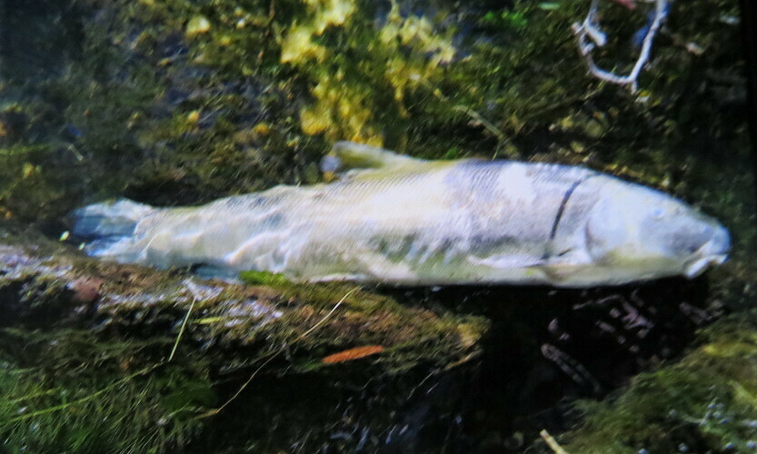 Klamath Largescale Sucker (Catostomus snyderi) - Marine Life Identification