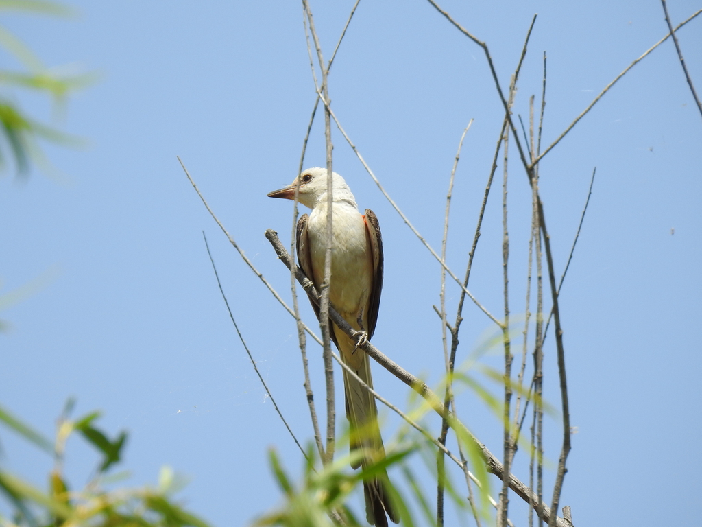 Scissor-tailed Flycatcher from Flower Mound, TX, USA on July 18, 2022 ...