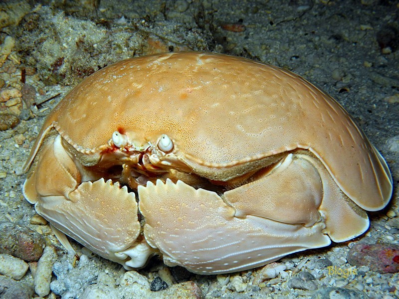 Calappa calappa (Linnaeus, 1758)