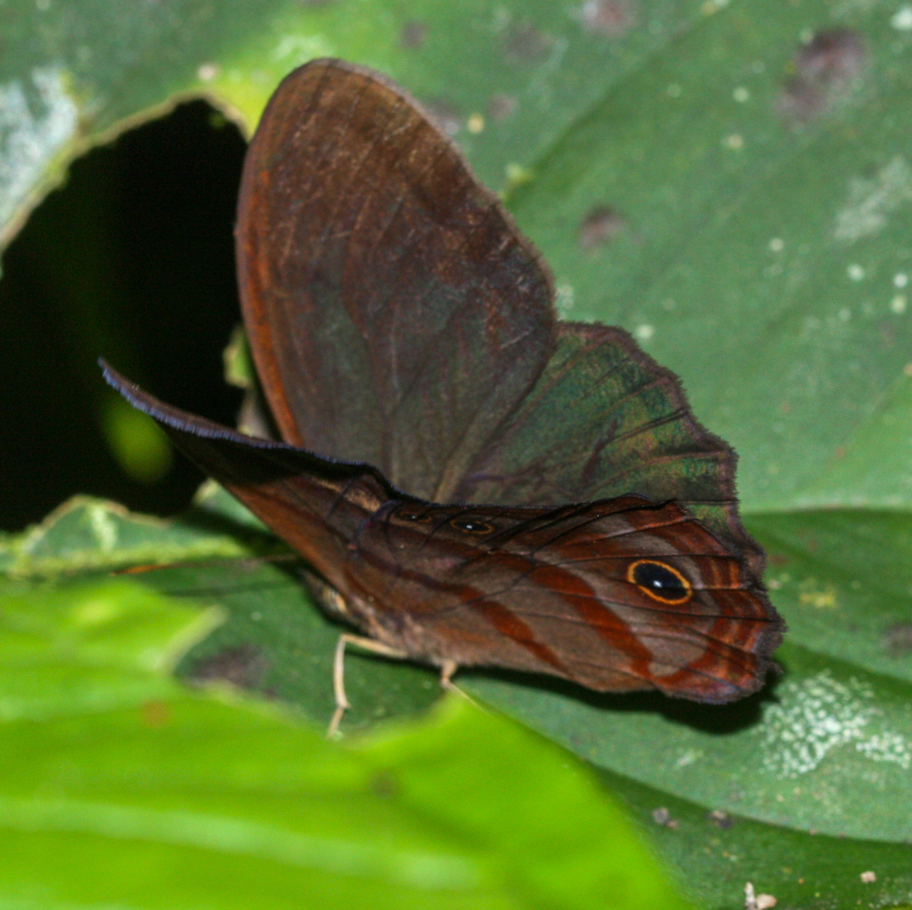 Satyrotaygetis tiessa from Maquipacuna Reserve & Ecolodge, Metropolitan ...