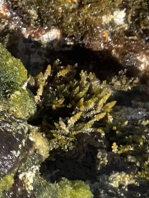 Acanthophora spicifera (M.Vahl) Børgesen