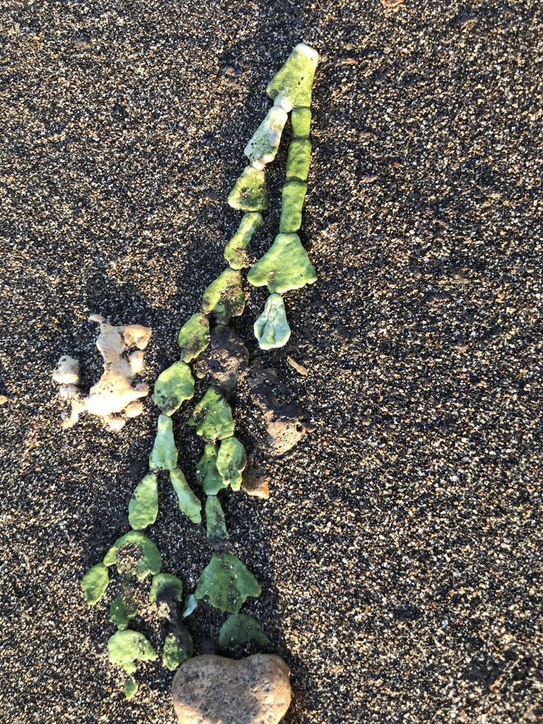 (Halimeda kanaloana) - Botanical Realm