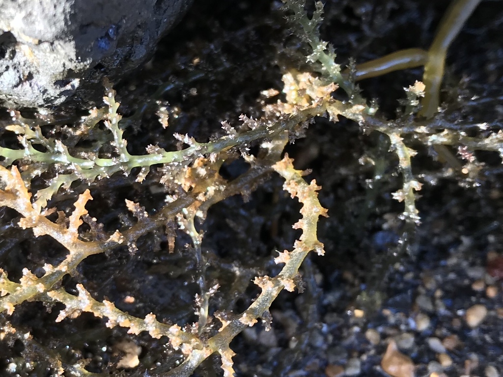 prickly seaweed (Acanthophora spicifera) - Botanical Realm