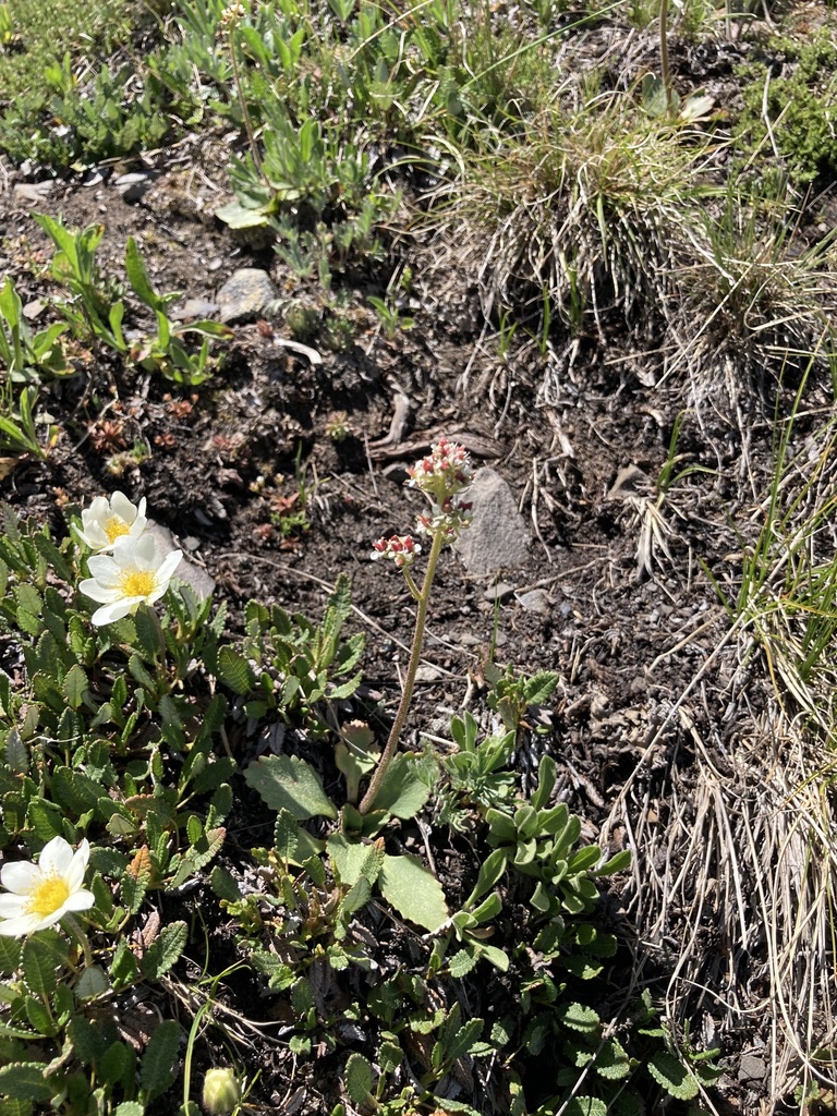 Western Saxifrage from Kananaskis, AB T0L, Canada on July 16, 2022 at ...