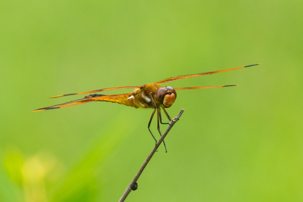 Painted Skimmer from Reston, VA, USA on July 17, 2022 at 10:26 AM by Ed ...