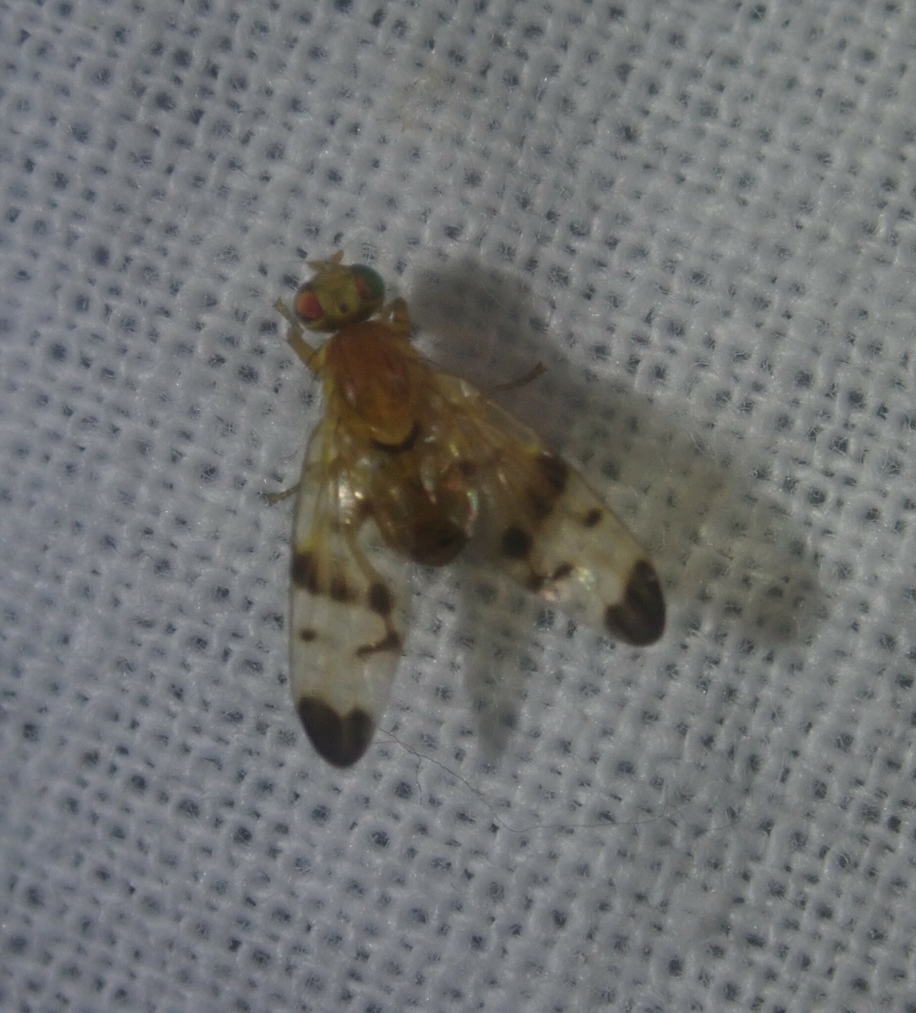 Trypeta immaculata (Macquart, 1835)