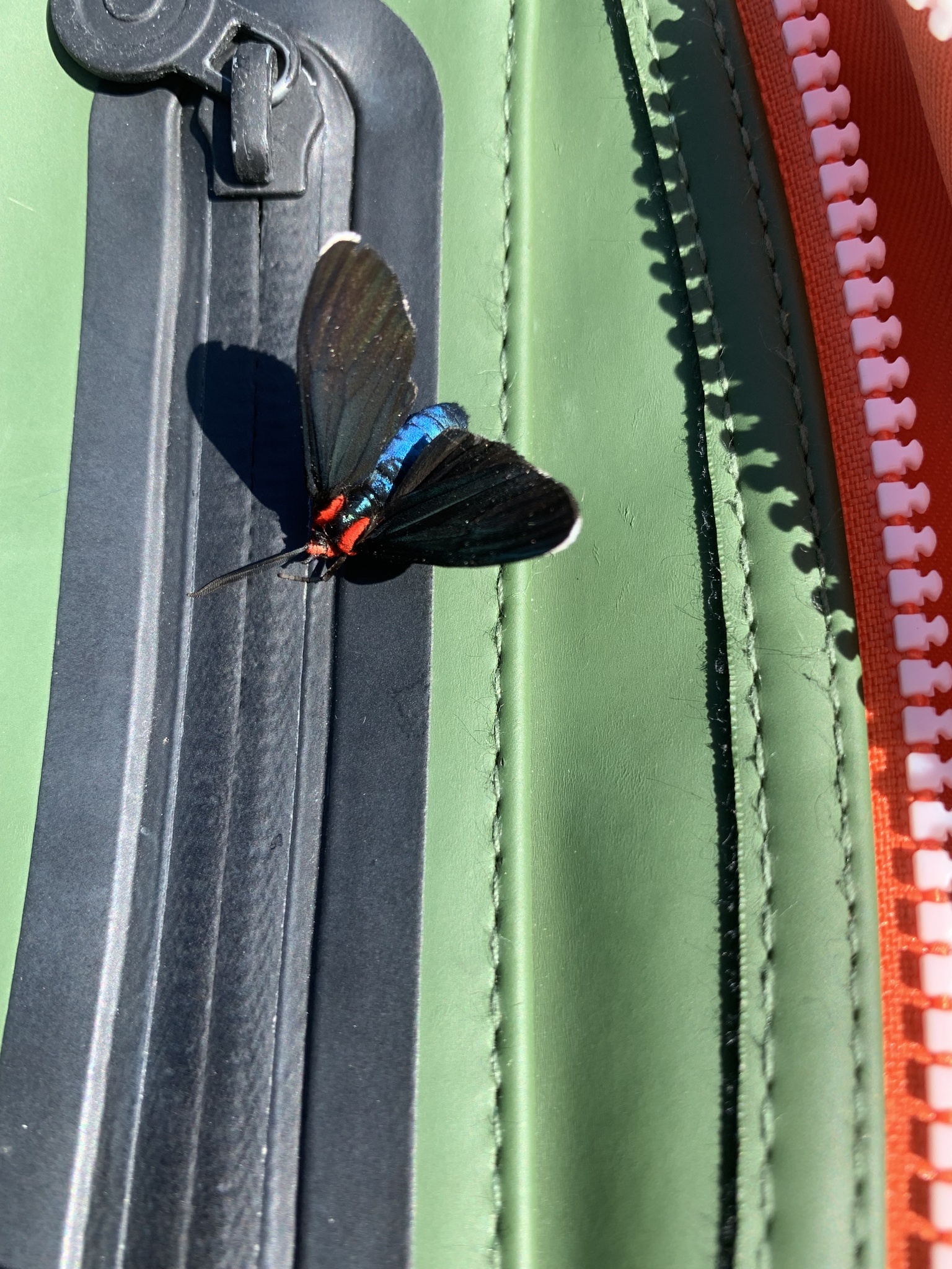 Ctenucha rubroscapus Ménétriés, 1857