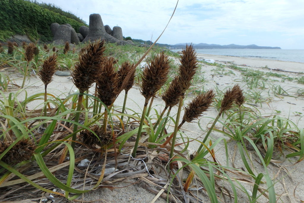 Japanese Sedge (Invasive Exotic Plants of North Carolina) · iNaturalist