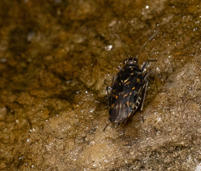 Shore bugs from Western Head, NS B0T 1G0, Canada on July 16, 2022 at 02 ...