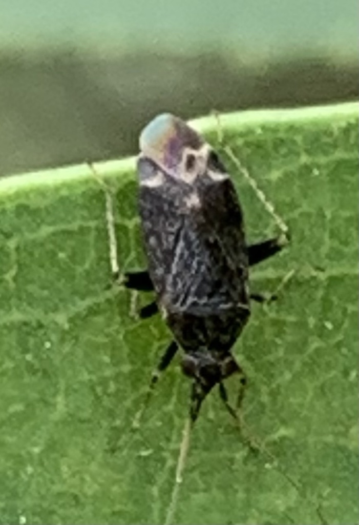 Psallus from Deer Creek Dr, Highlands Ranch, CO, US on July 18, 2022 at ...