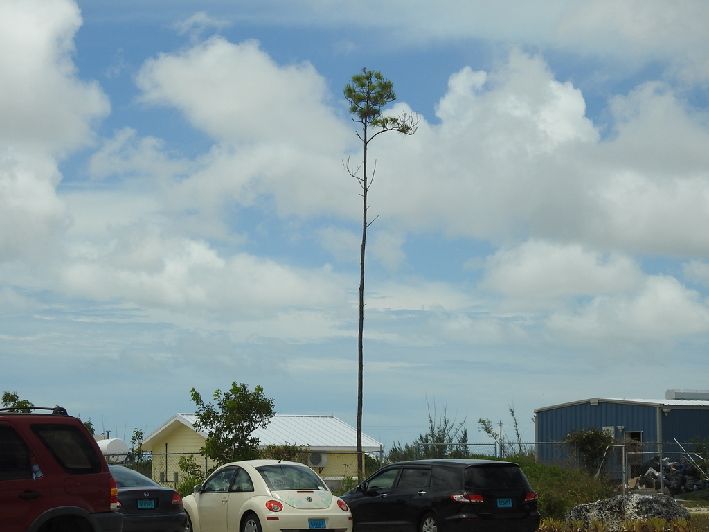 Bahamas Pine in July 2022 by JeffreyGammon · iNaturalist