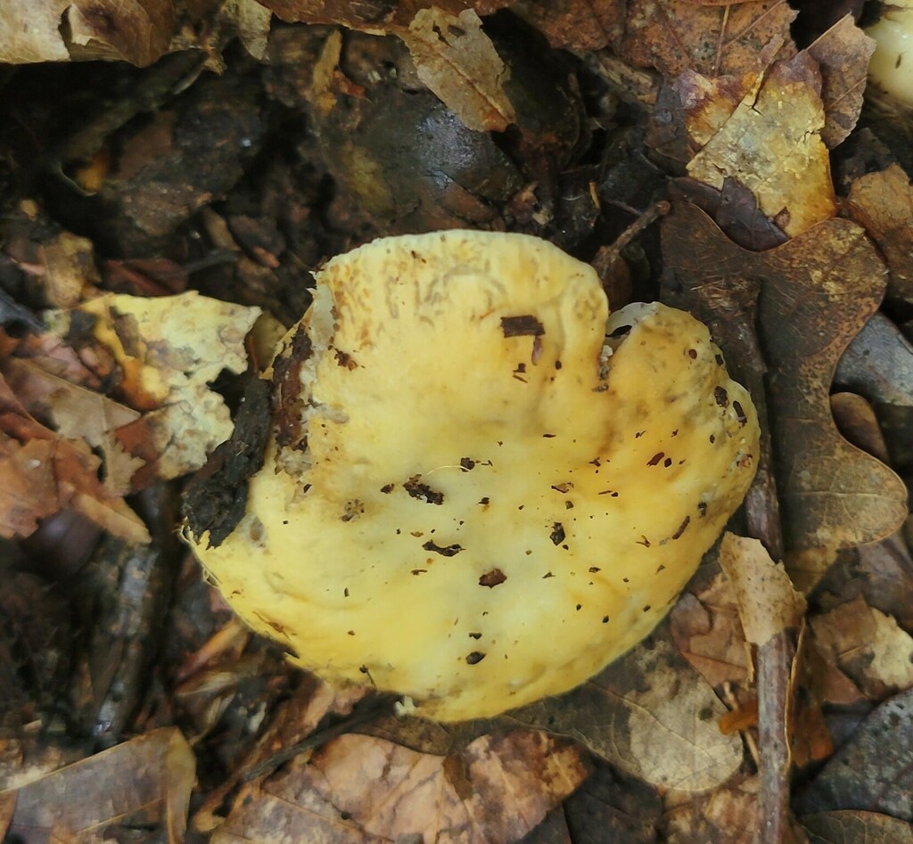 Yellow Swamp Brittlegill from Anne Arundel County, MD, USA on July 17 ...