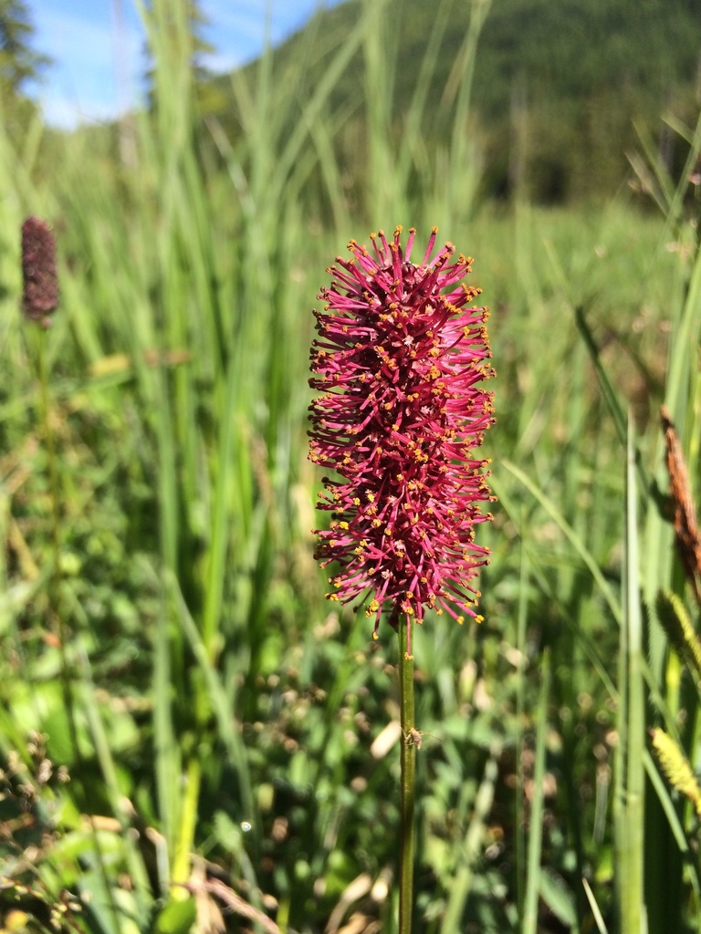 burnets (Sanguisorba) - Botanical Realm