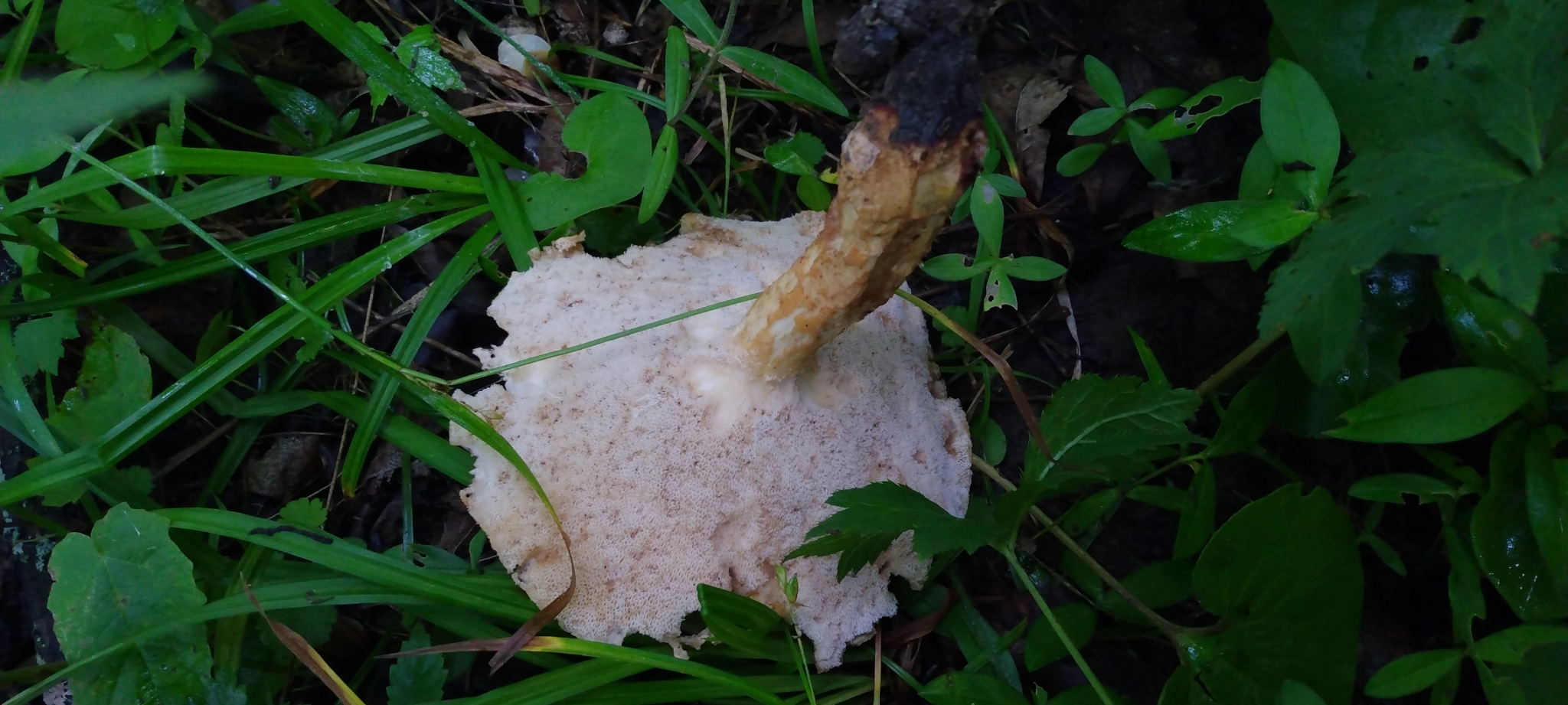 Polyporus radicatus Schwein.
