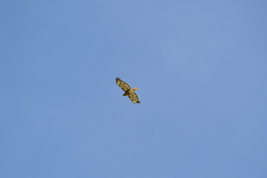 Red-tailed Hawk from Tercero, Ponce, 00733, Puerto Rico on July 08 ...