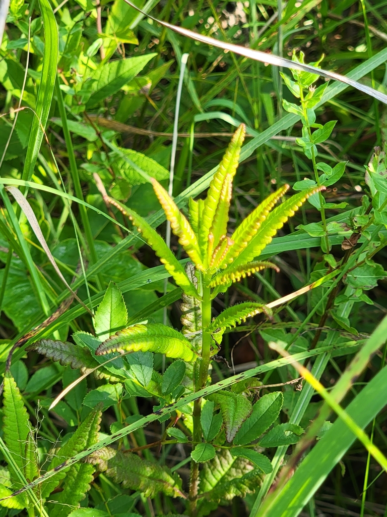 swamp lousewort from Manchester, TN 37355, USA on July 17, 2022 at 08: ...