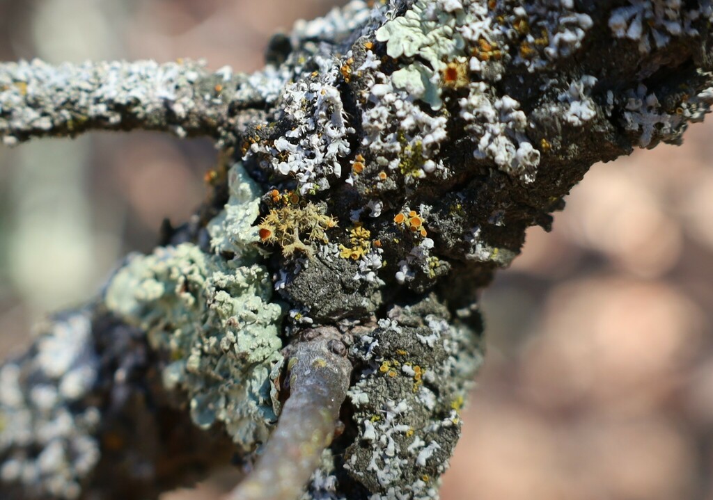 Golden-eye Lichen from Riverside County, CA, USA on July 09, 2022 at 11 ...