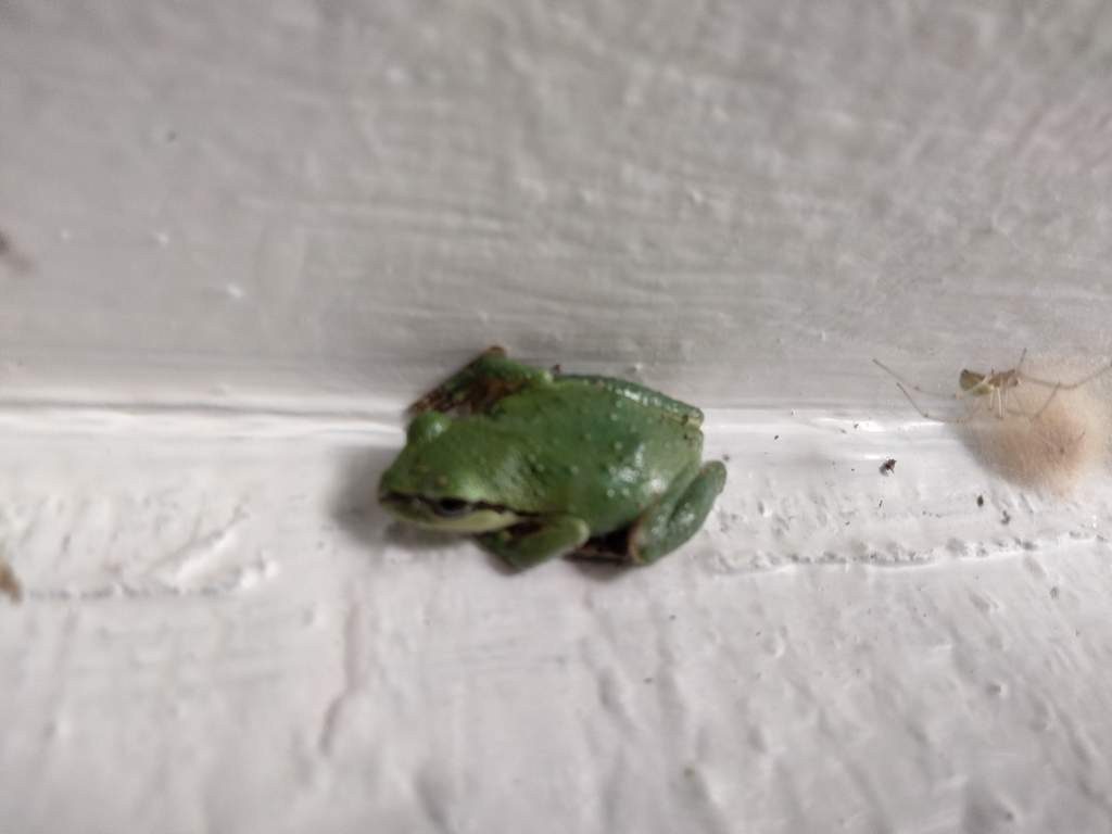 Northern Pacific Tree Frog from Crescent City, California 95531, EE. UU ...