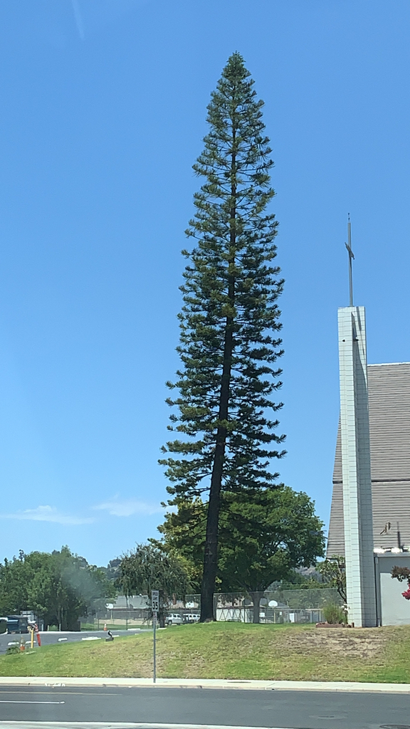 Cook pine from La Habra on July 18, 2022 at 01:22 PM by tlairish ...