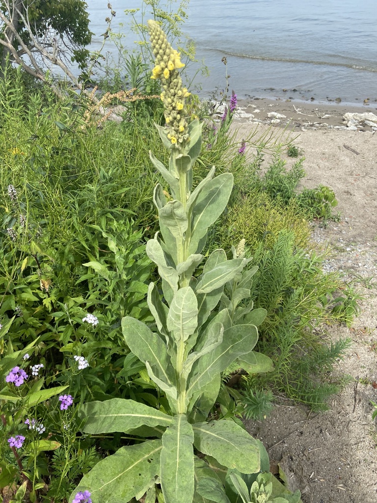 great mullein from Cobourg Marina, Cobourg, ON, CA on July 12, 2022 at ...