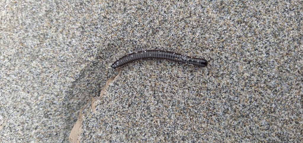 Parajulid millipedes from Ocean Park, WA, USA on July 18, 2022 at 10:55 ...