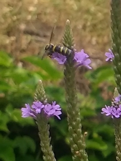 Louisiana Painted-Dark bee in July 2022 by Pam Phillips. On Verbena ...