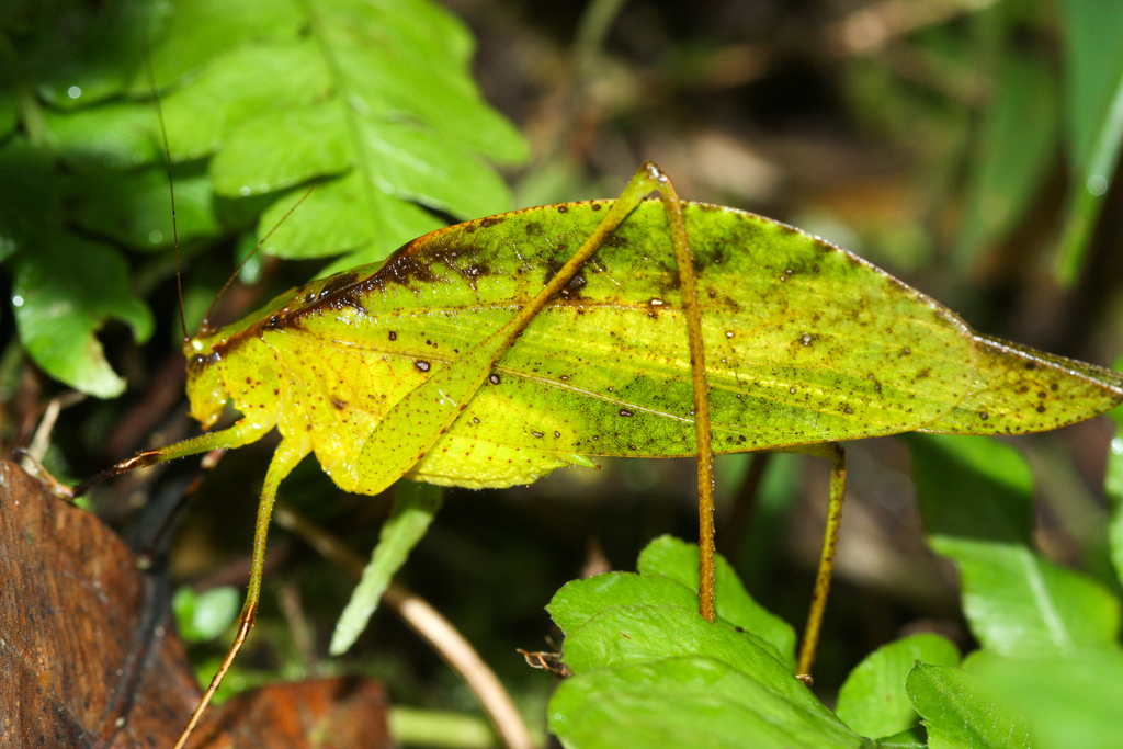 Orophus from Maquipacuna Reserve & Ecolodge, Metropolitan District of ...