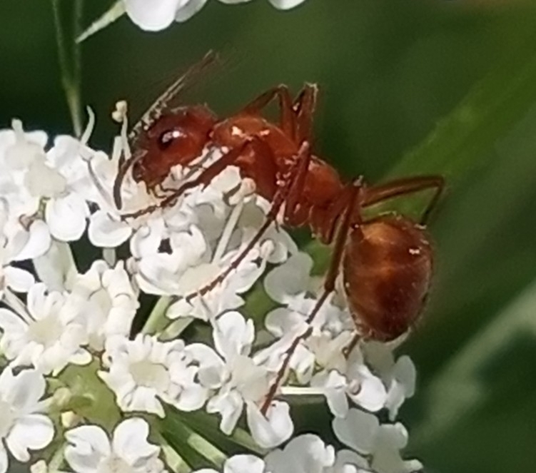 pallidefulva-group Field Ants from Preston, MD 21655, USA on July 18 ...
