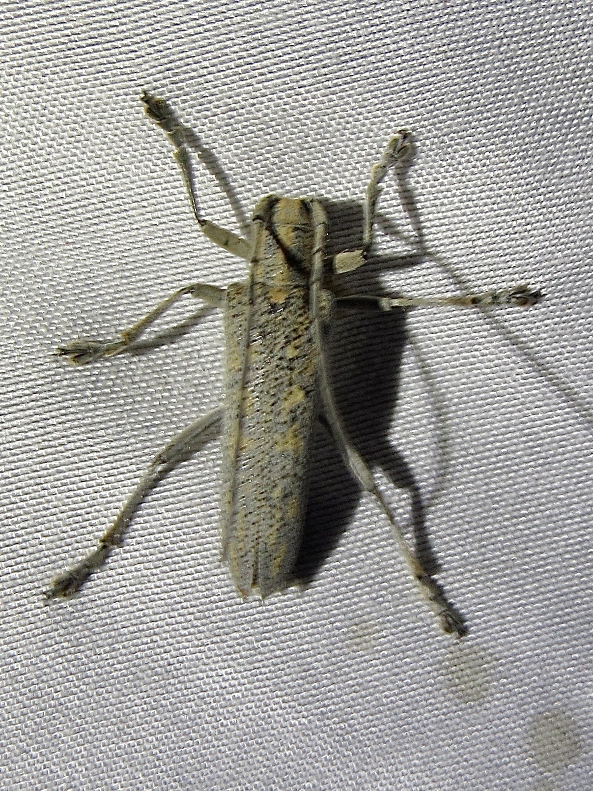 Saperda calcarata Say, 1824