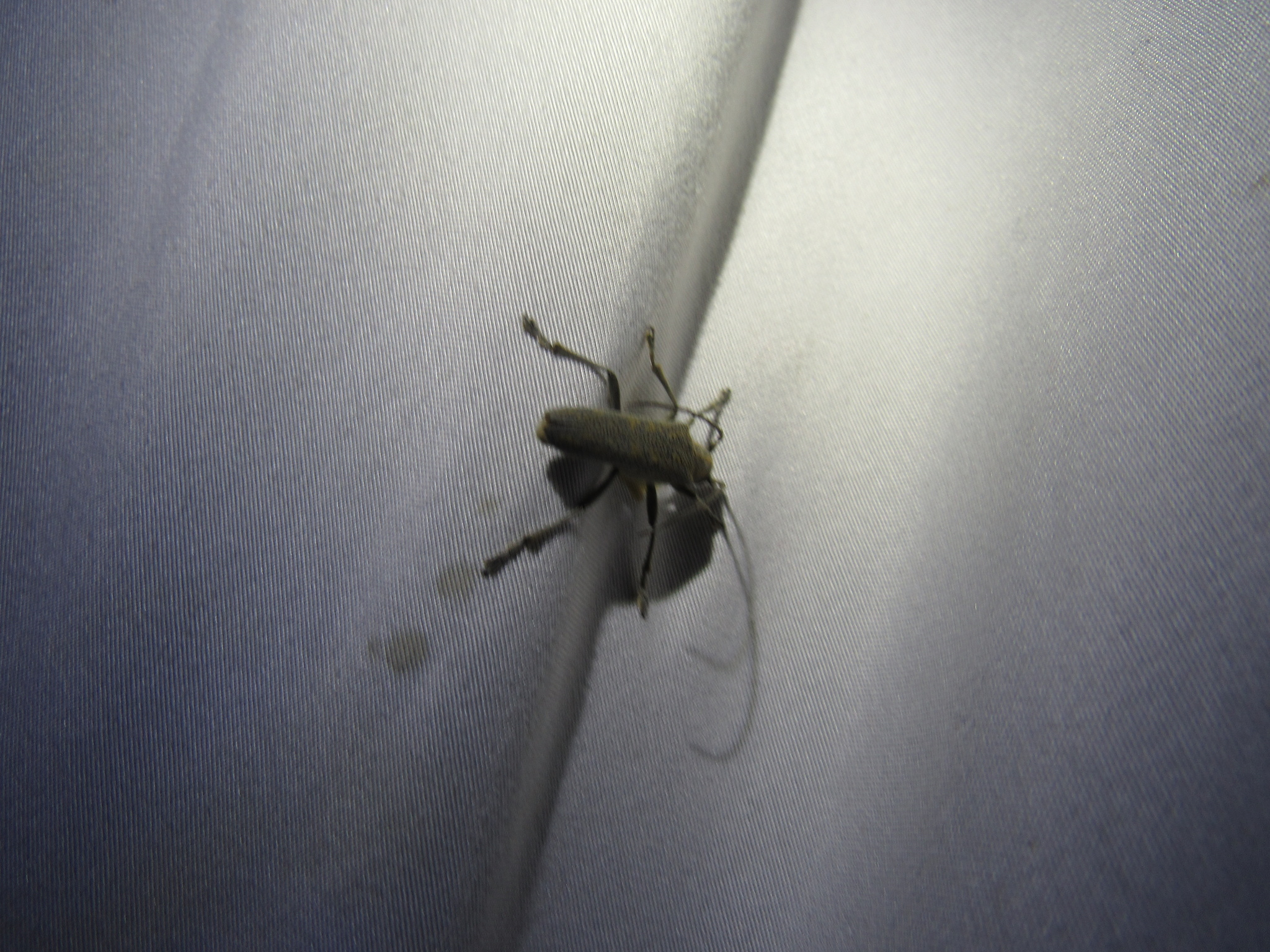 Saperda calcarata Say, 1824