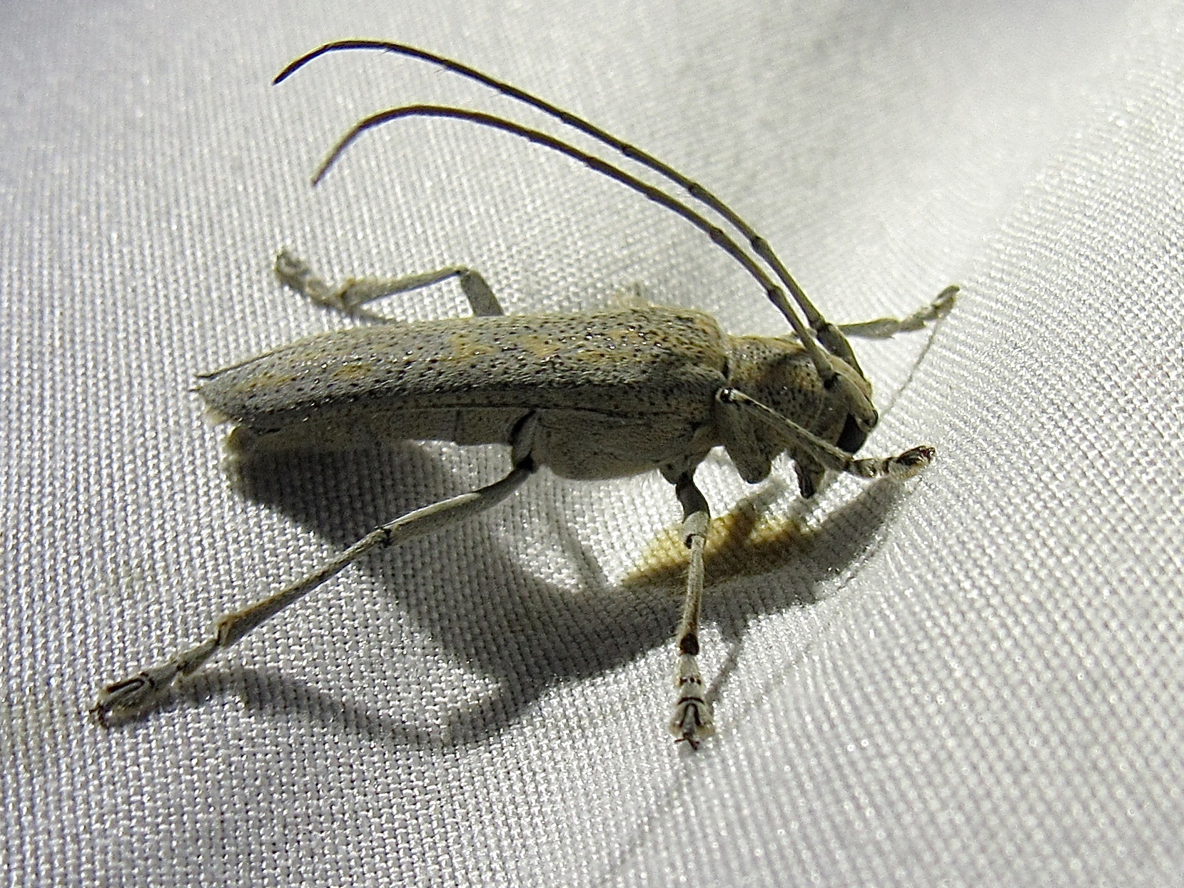 Saperda calcarata Say, 1824