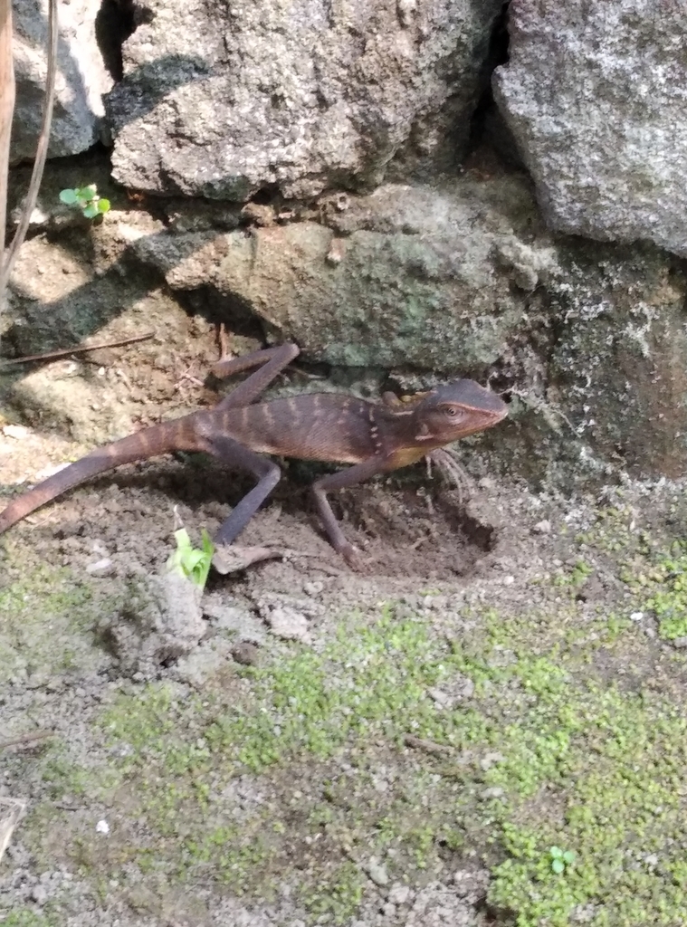Great Crested Canopy Lizard from 69GP+6MM, Karang Malang, Caturtunggal ...