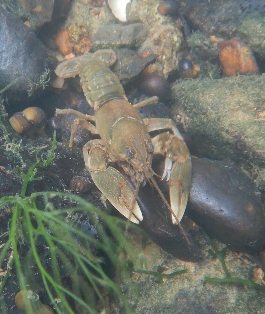 Tanback Crayfish from Cypress Creek, downstream of Wildwood Park ...
