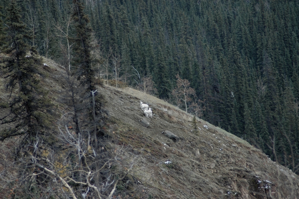 Thinhorn Sheep from Yukon, YT, Canada on October 11, 2009 at 01:50 PM ...